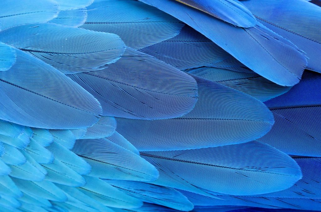 Die Feder Bedeutung — symbolische und spirituelle Eigenschaften